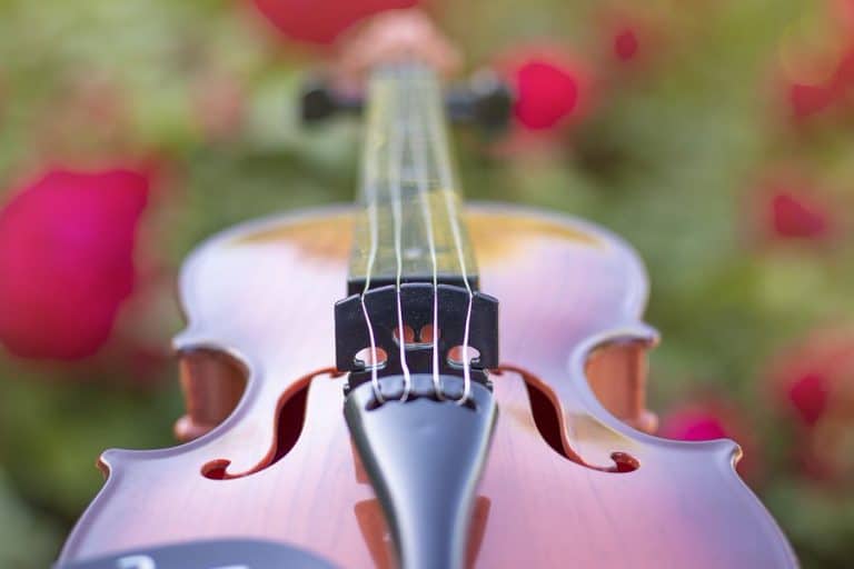 Violin Facts | Ted's List