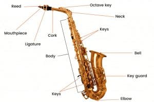 Different Types Of Saxophones | Ted's List