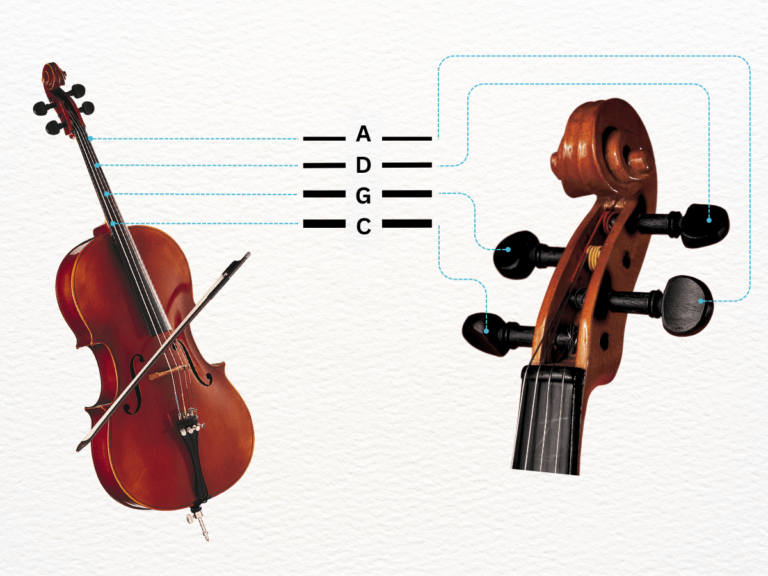 Cello String Notes: Mastering The Basics For Beginners | Ted's List